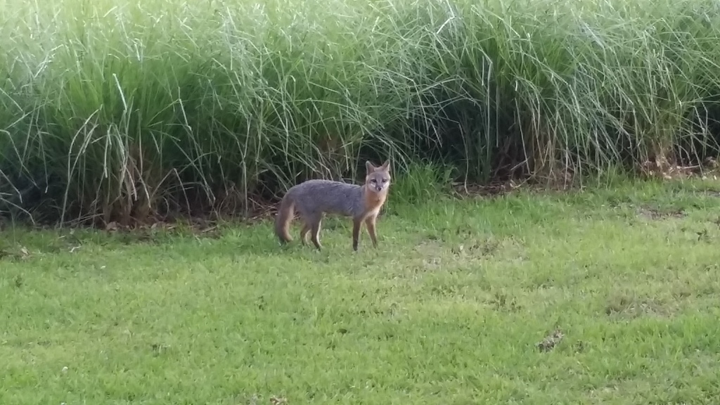 Gray Fox from Oak Island, TX, USA on May 22, 2020 at 06:37 PM by ...