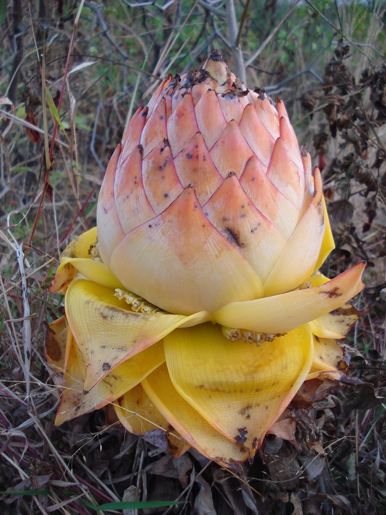 Golden lotus banana from Lufeng County, Chuxiong Yi Autonomous ...