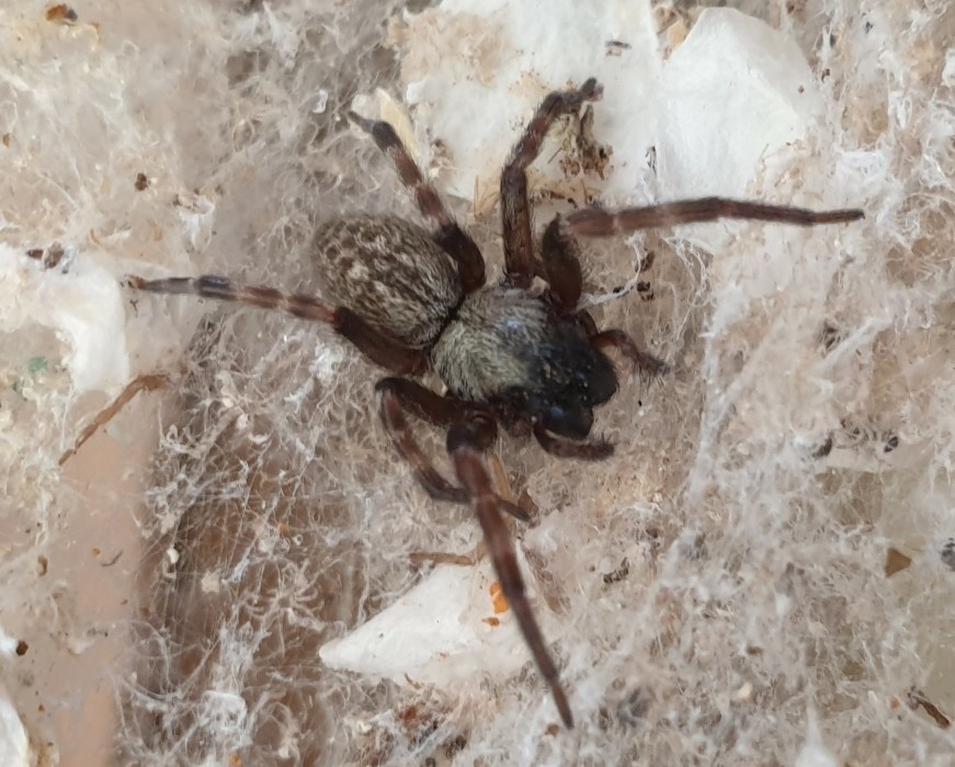 House Spiders from Matawai, New Zealand on February 6, 2021 at 12:47 PM ...
