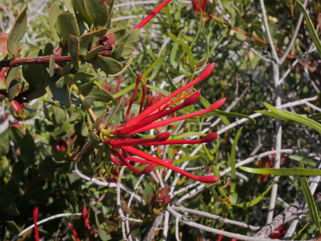 (Tristerix verticillatus) - Botanical Realm