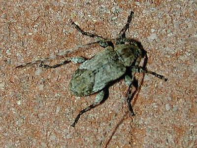 Acanthocinini from Oakland Gardens, Queens, NY 11364, USA on August 8 ...