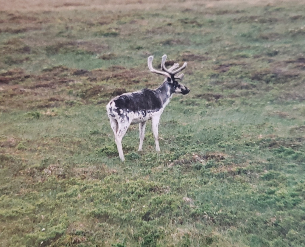 Caribou from Division No. 1, Subd. V, NL A0A, Canada on June 25, 2000 ...