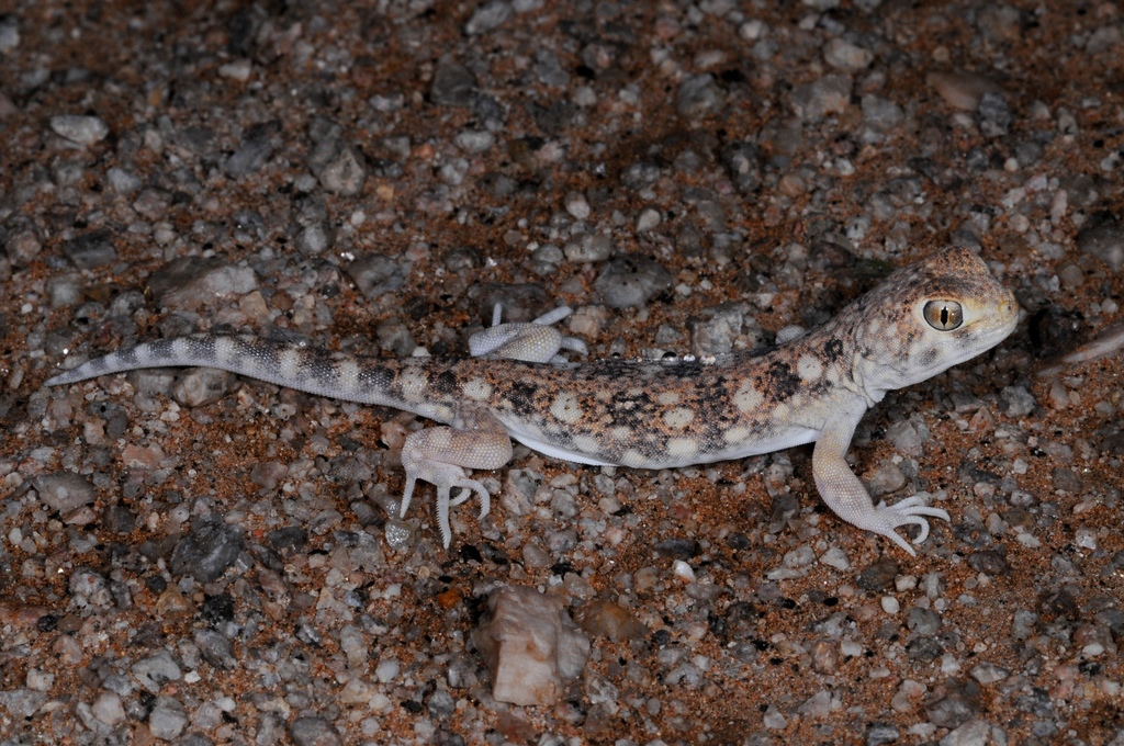 Spotted Barking Gecko from Gobabeb, Namibia on October 14, 2019 at 01: ...