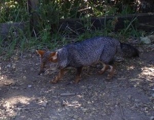 Darwin's Fox in February 2021 by Hederd Torres García · iNaturalist