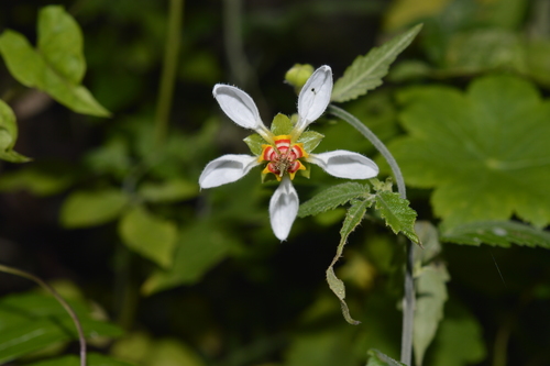 Subspecies Nasa triphylla triphylla · iNaturalist