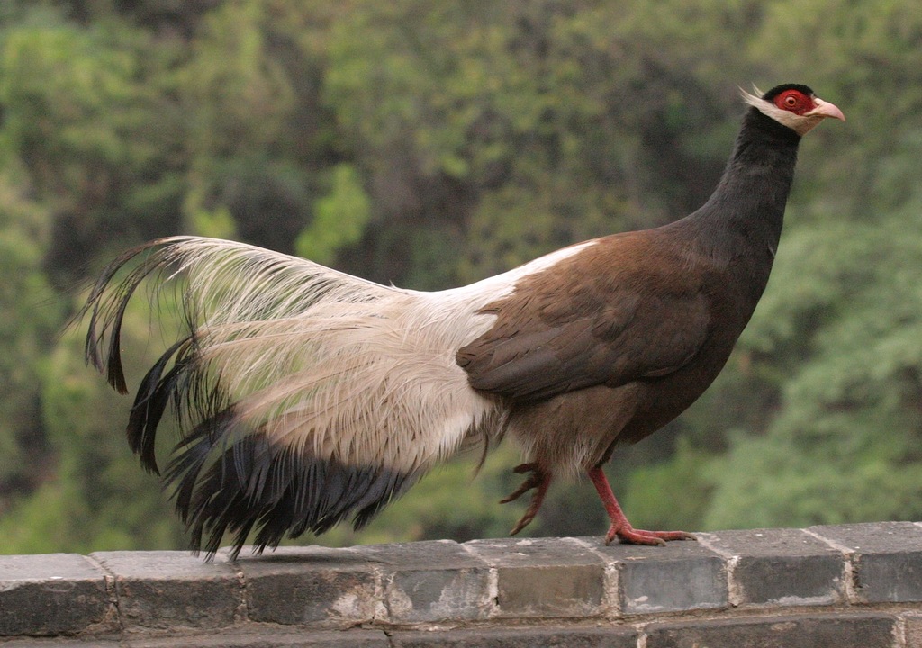Brown Eared-Pheasant in June 2011 by Mikael Bauer · iNaturalist
