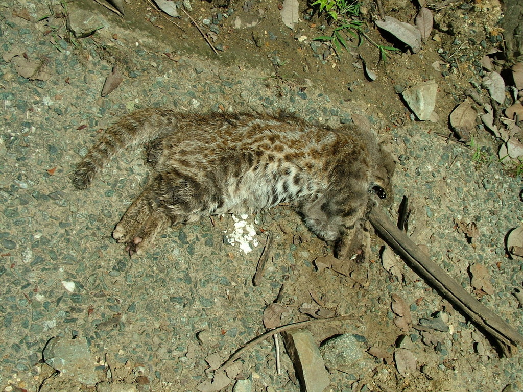 Garlepp's Pampas Cat in April 2008 by Linda S Terrill. Apologies for a ...