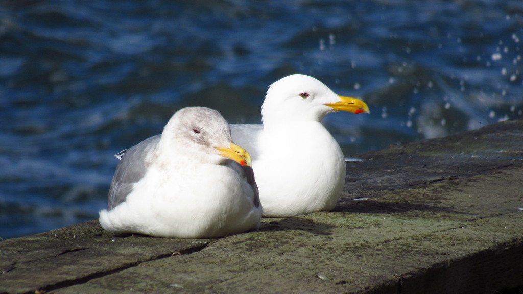 Olympic Gull in February 2021 by Mieke A Lee. gull loafing · iNaturalist