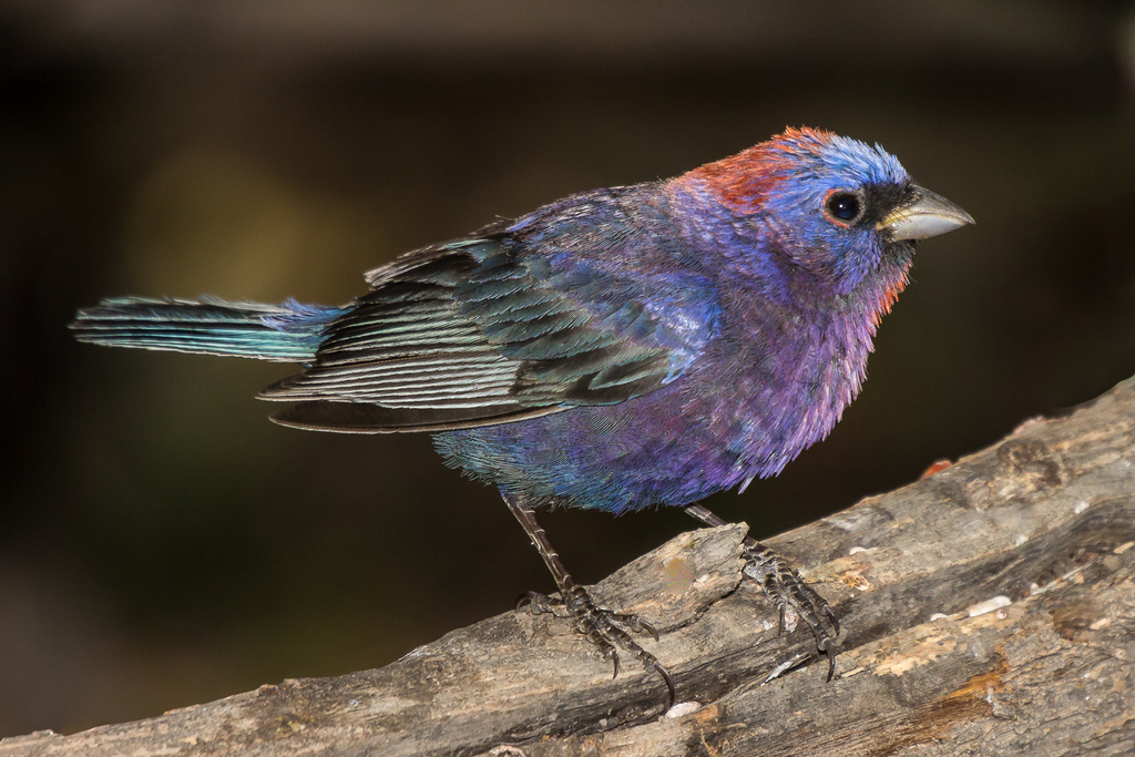 Colorín morado (Aves de Ecatepec) · iNaturalist
