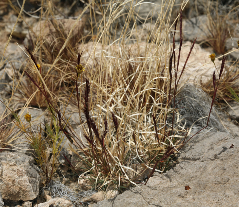 Red Grama from Clark Mts., San Bernardino County, CA, USA on April 26 ...