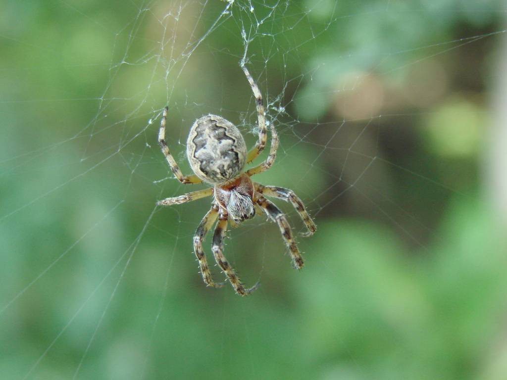 Furrow Spiders from Lucas County, OH, USA on September 10, 2009 at 11: ...