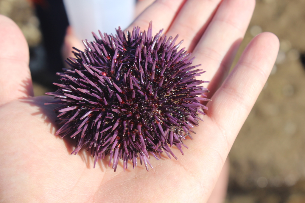Pacific Purple Sea Urchin from San Pedro, Los Angeles, CA, USA on ...