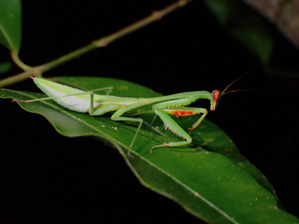 Camelomantis penangica from Tanjung Bungah, Penang, Malaysia on January ...