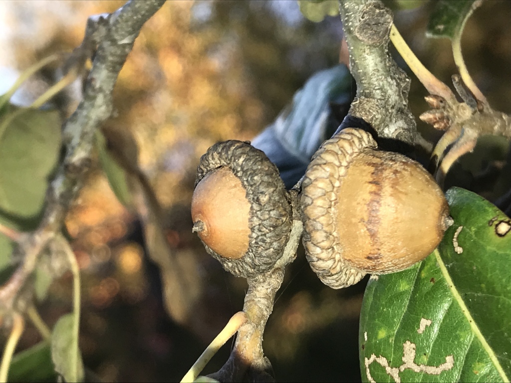 shingle oak (Quercus imbricaria) - Botanical Realm