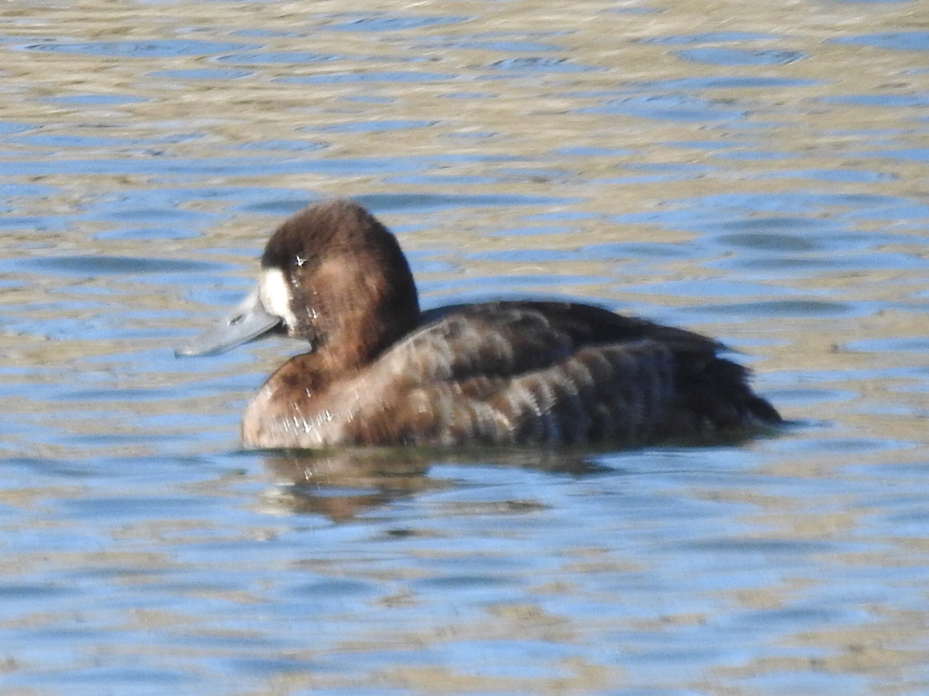 Lesser Scaup from Fort Worth, TX, USA on February 07, 2021 at 02:48 PM ...