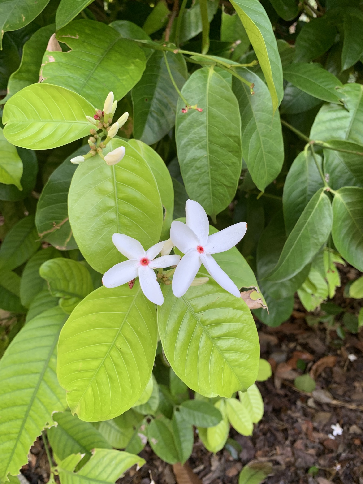 Kopsia singapurensis Ridl.