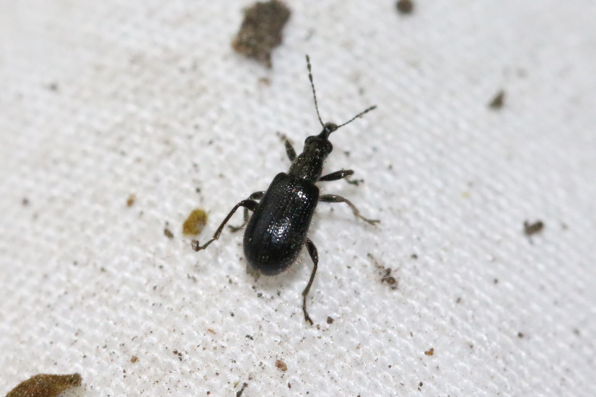 Eugnamptus angustatus (J.F.W.Herbst, 1797)