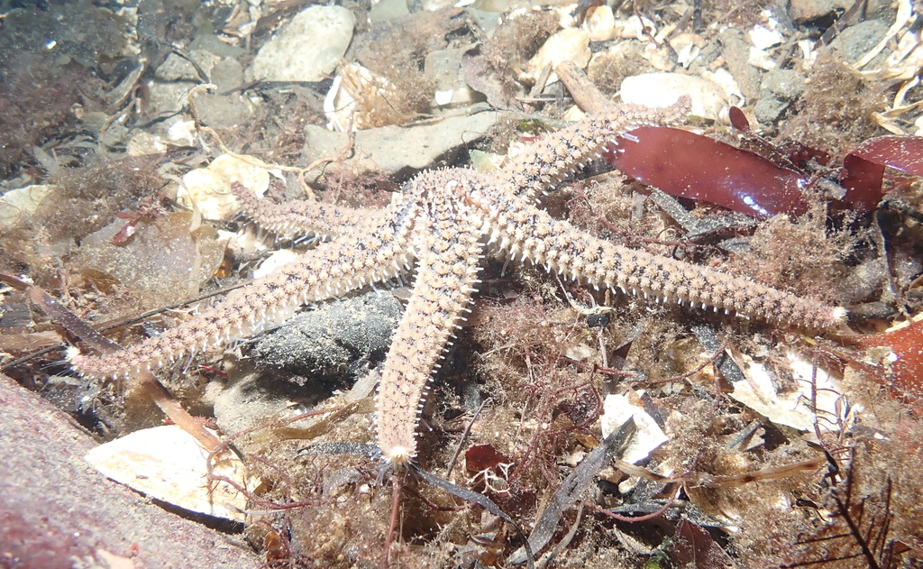 Velcro Star from Sund Rock on February 7, 2021 at 01:12 PM by Sara ...