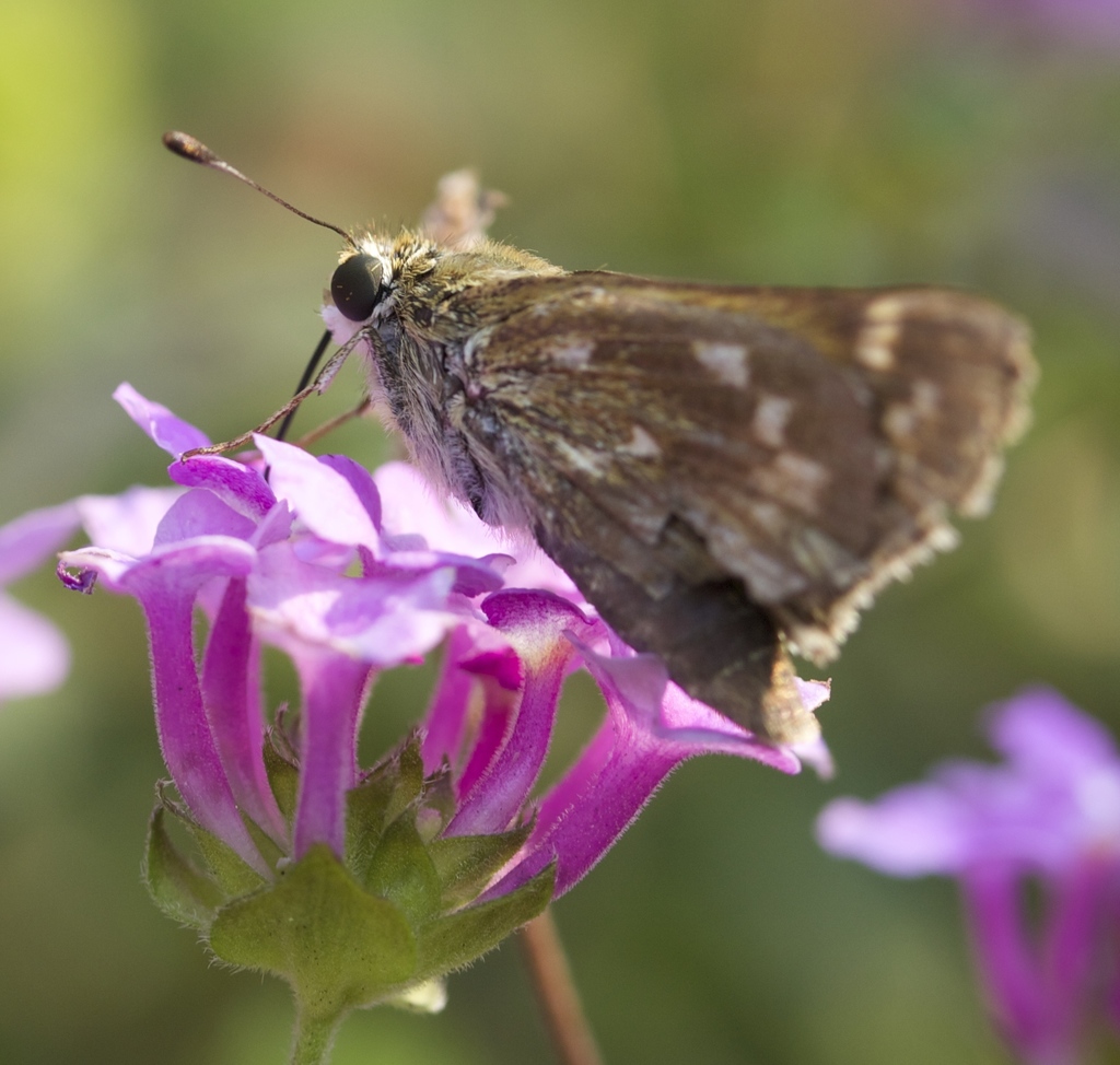 Field Skipper (Southern Plains butterfly guide) · iNaturalist