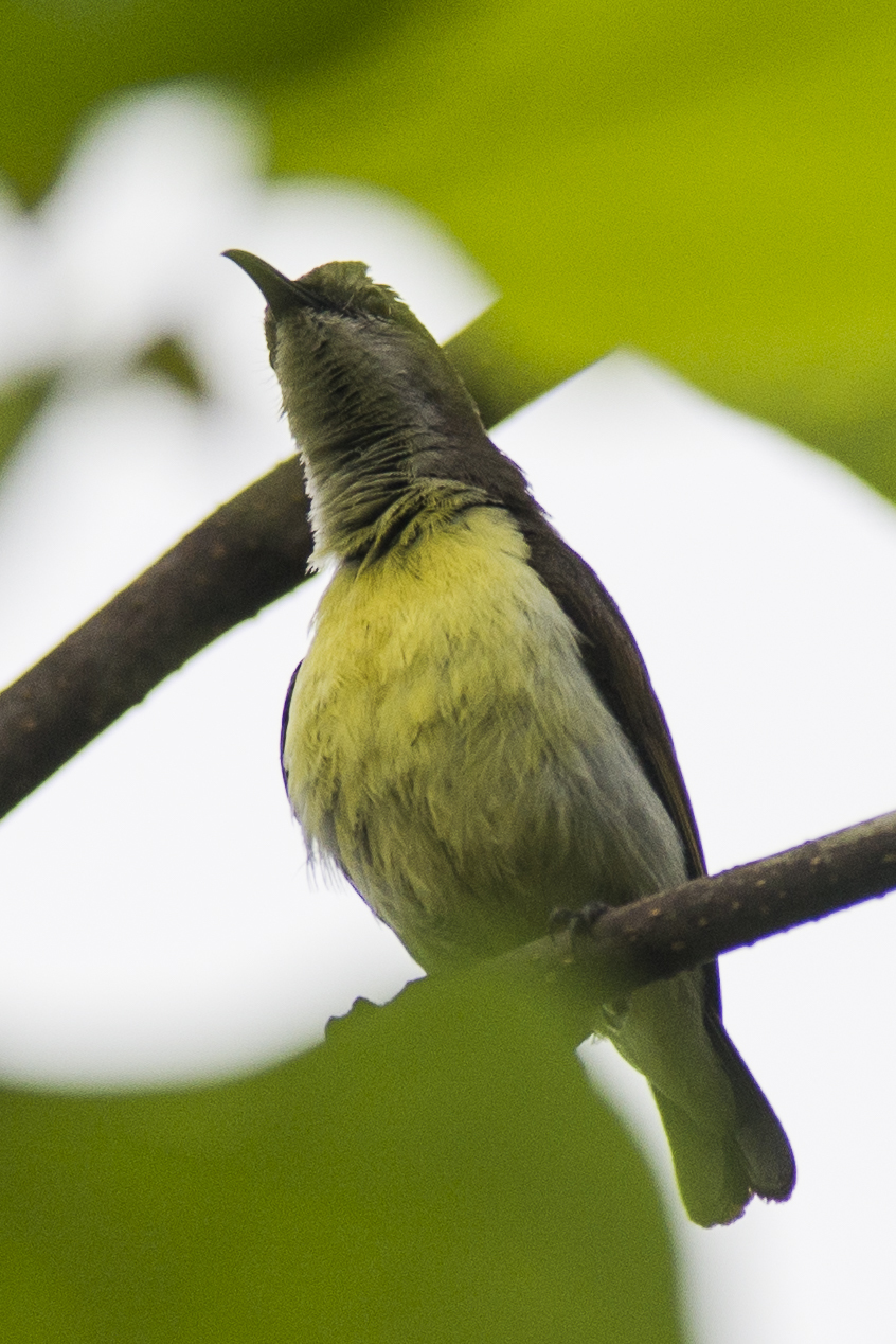 Purple Rumped Sunbird