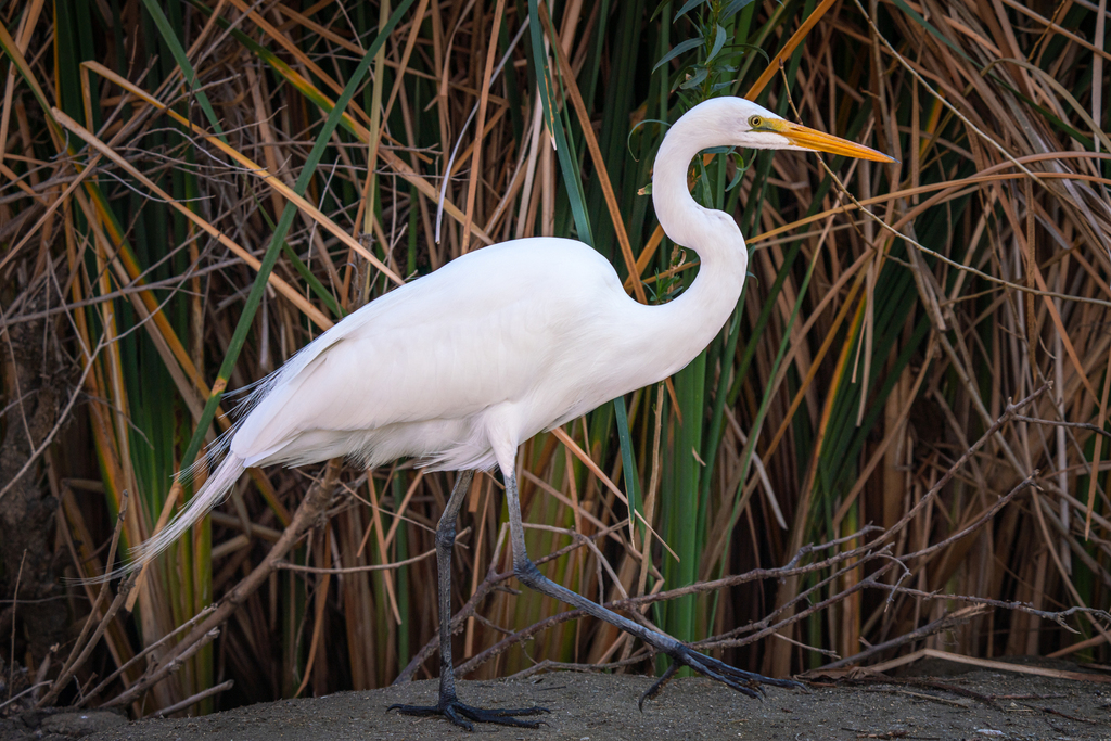 Great Egret (Common Species at Whirlpool Golf Course) · iNaturalist