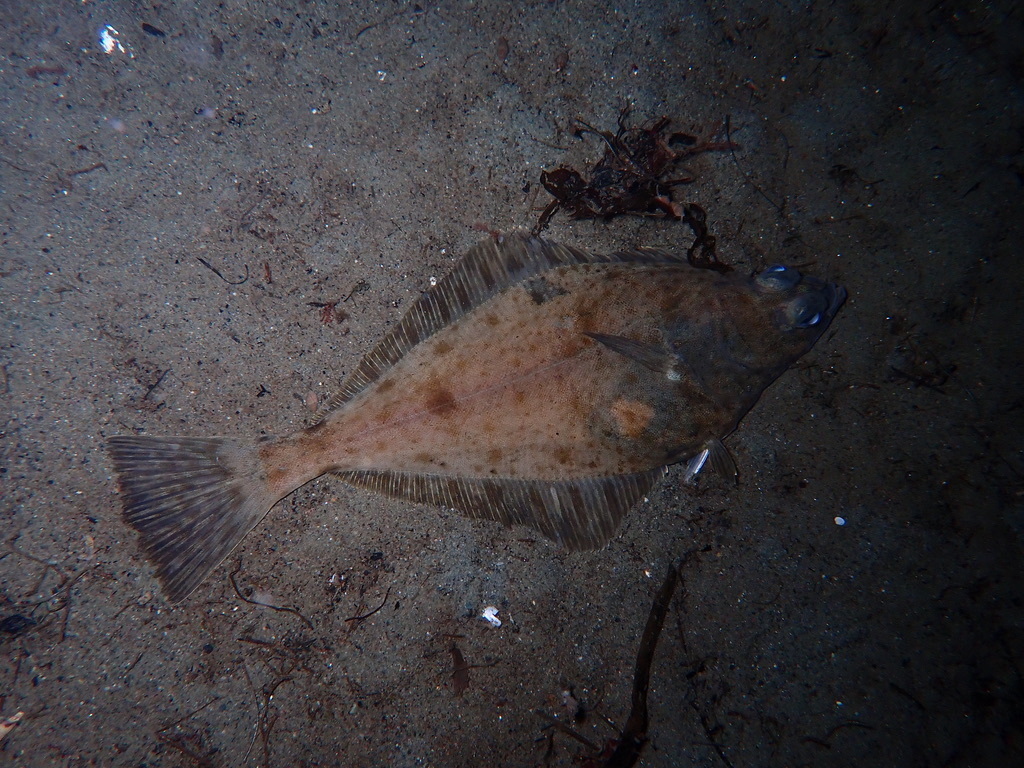 English sole (Nearshore Fish of Vashon-Maury Island) · iNaturalist