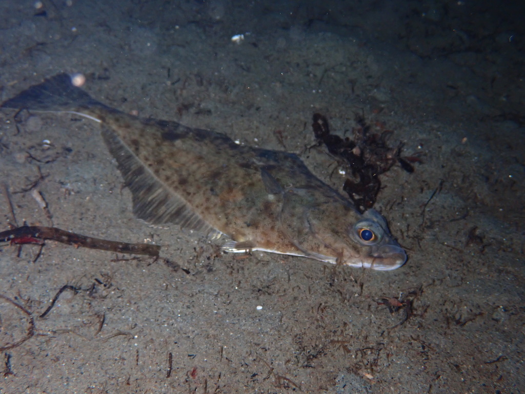 English sole (Washington: Olympic Peninsula) · iNaturalist