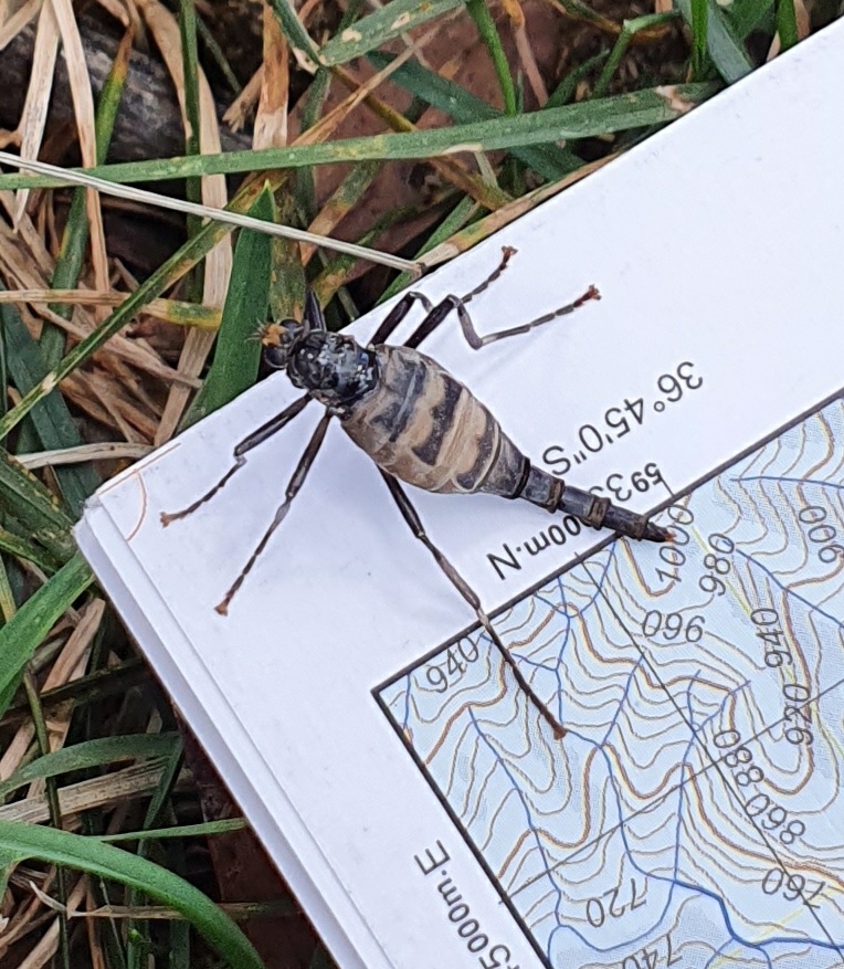 Australian Wingless Soldier Fly from Tawonga Huts on February 8, 2021 ...