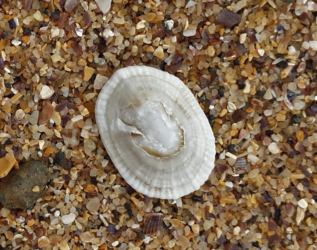 Cap-shaped False Limpet from Sydney NSW, Australia on February 8, 2021 ...
