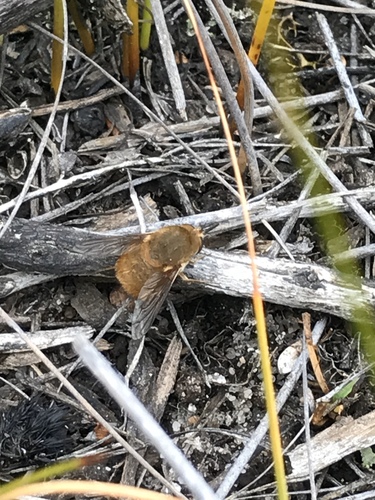 Mandella australis · iNaturalist
