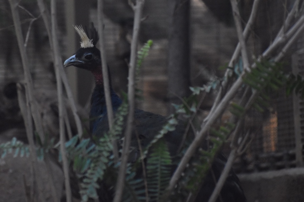 Congo Peafowl (Afropavo congensis) - Avian Discovery