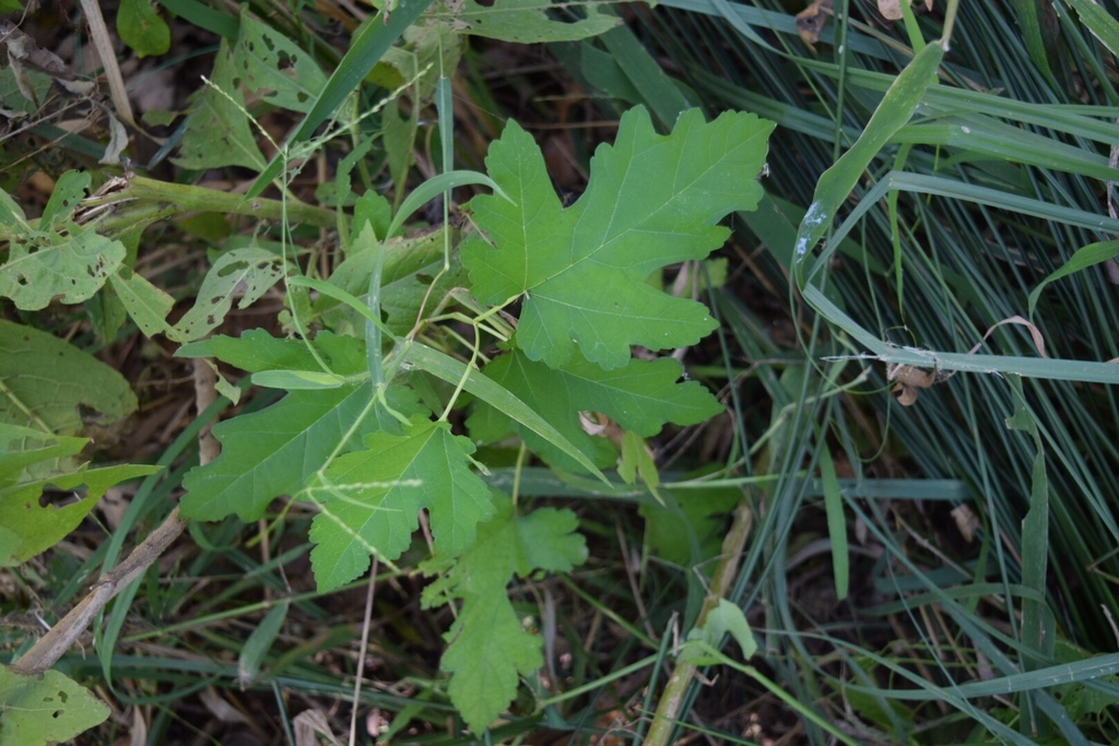 Mapleleaf Grape (Plants of John Martin Reservoir State Park) · iNaturalist