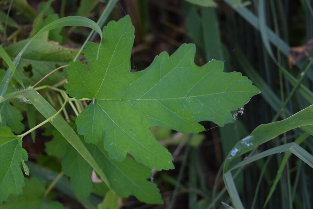 Mapleleaf Grape (Plants of John Martin Reservoir State Park) · iNaturalist