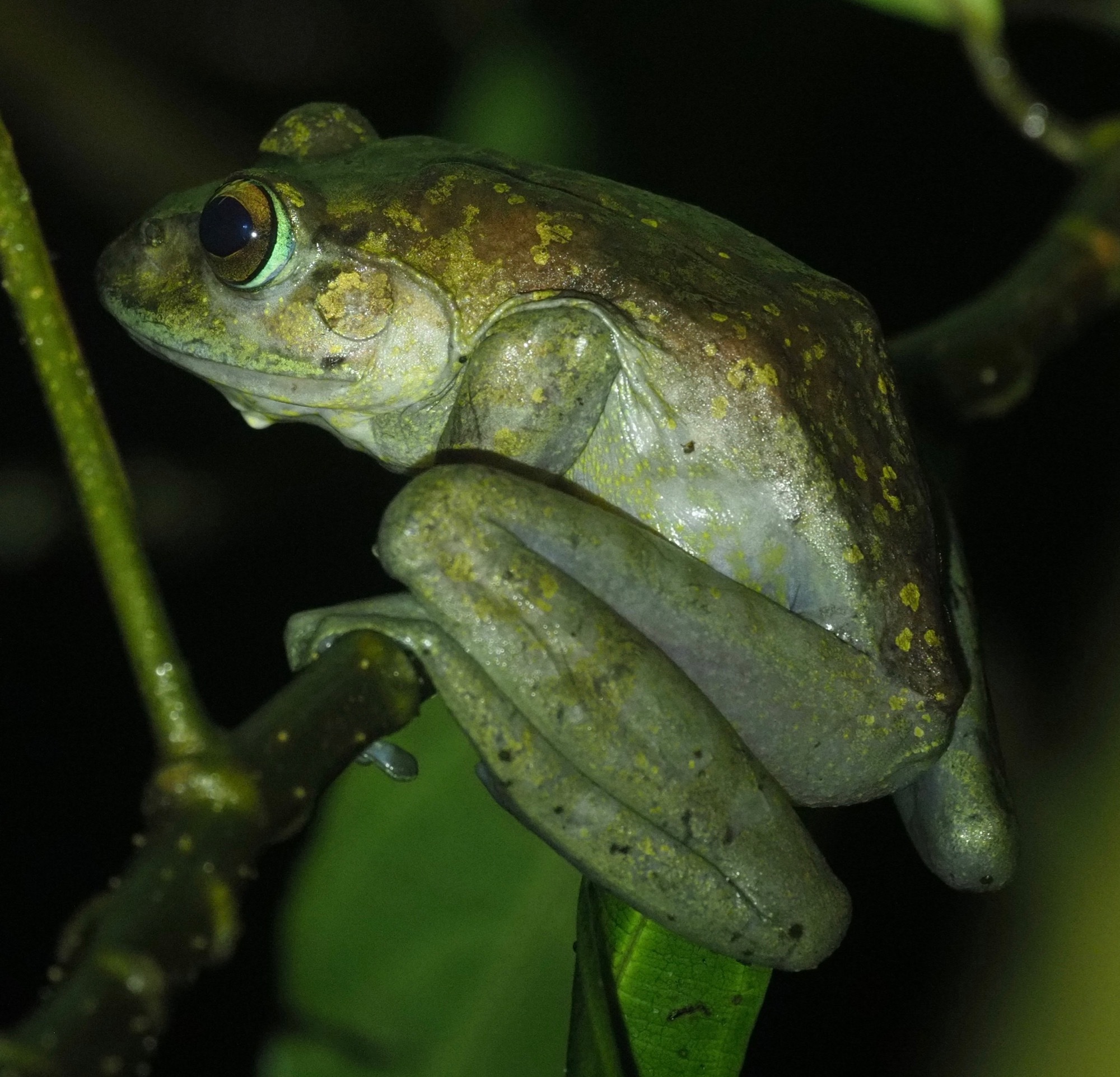 Boophis goudotii Tschudi, 1838