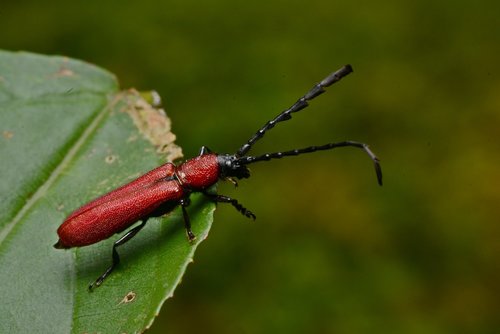 Pyrestes longicollis · iNaturalist