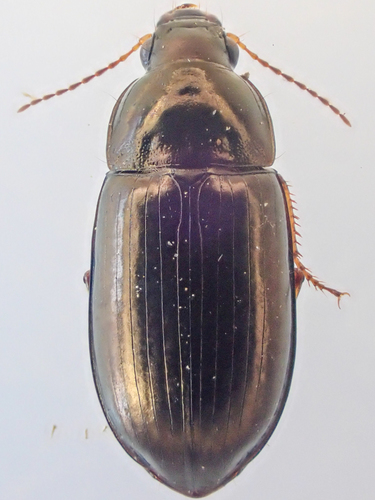 Amara longula · iNaturalist