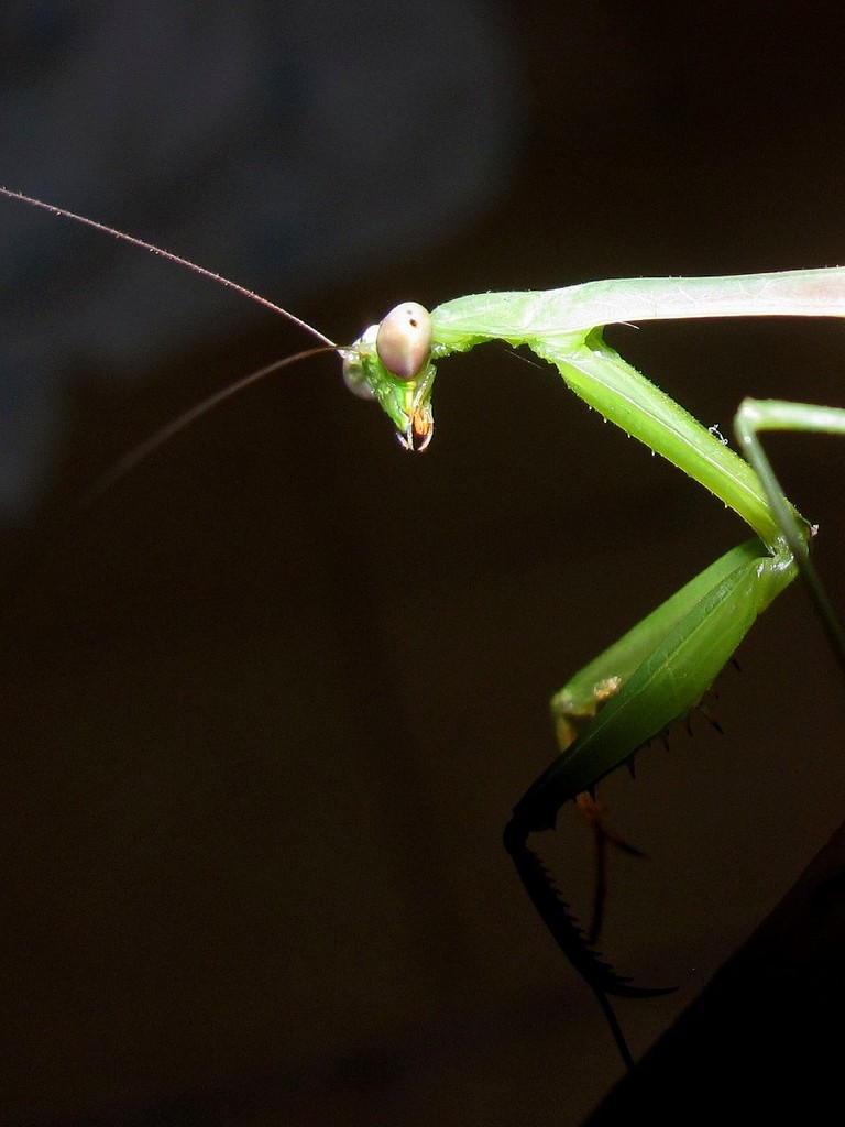 Arizona Mantis (Insects and Arachnids of Coronado National Memorial ...