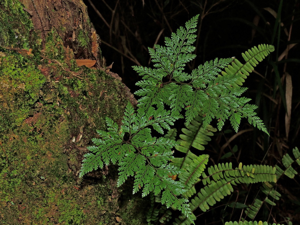 Black Rabbit's Foot Fern (Davallia trichomanoides) - Botanical Realm
