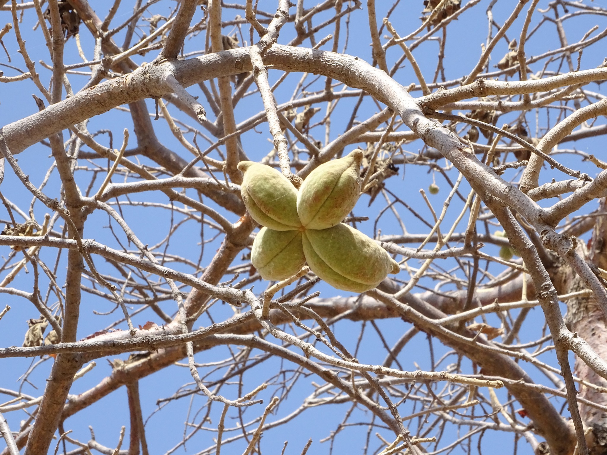 Sterculia setigera Delile