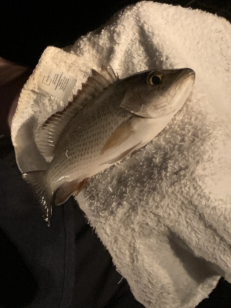 Grey Snapper from Buttonwood Sound, FL, US on February 6, 2021 at 09:38 ...