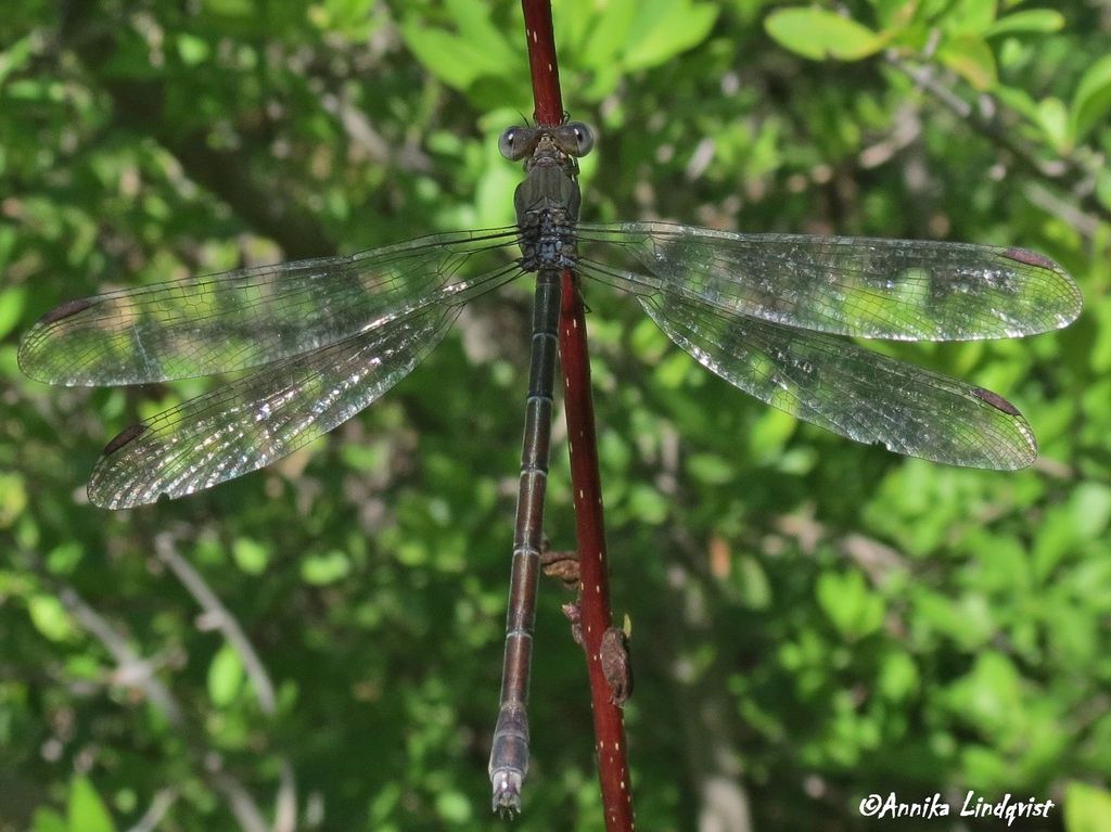 Great Spreadwing (Dragonflies and Damselflies of Alabama) · iNaturalist