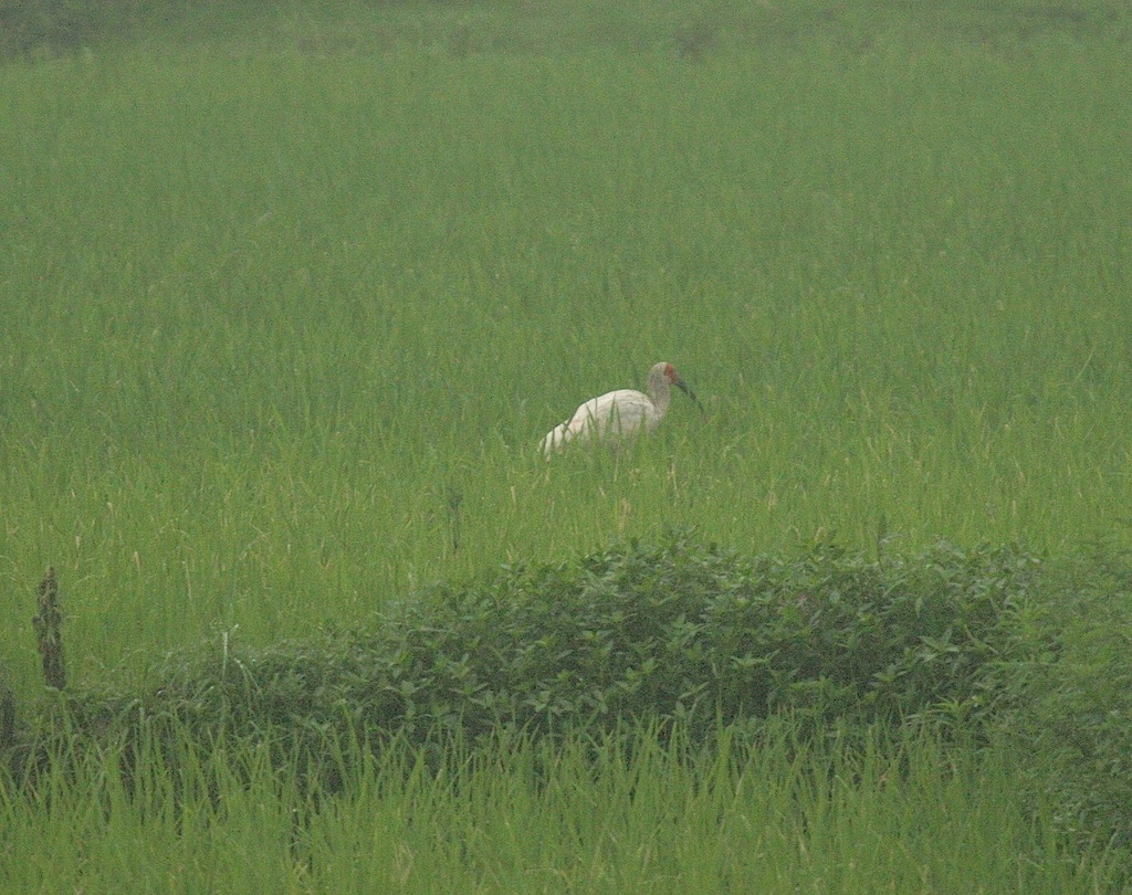 Crested Ibis in May 2011 by Mikael Bauer · iNaturalist