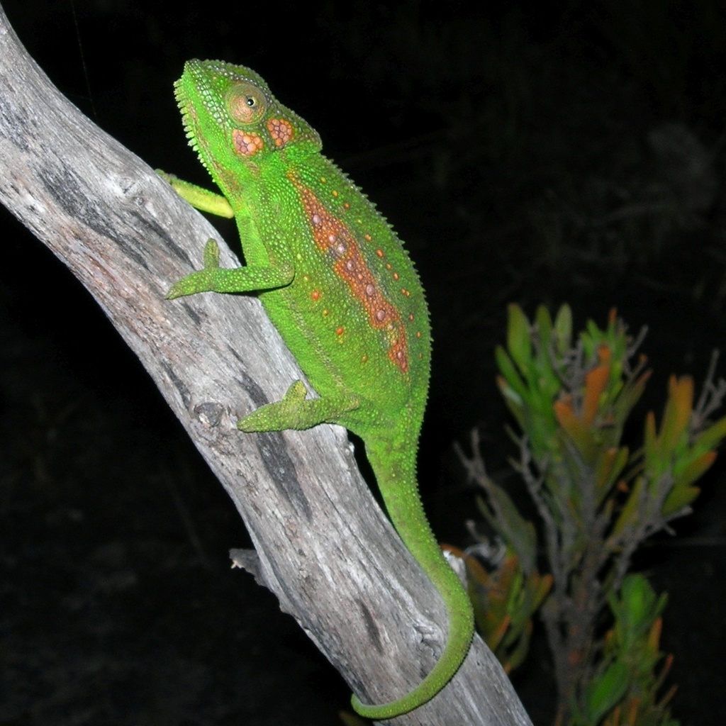 Cape Dwarf Chameleon (Reptiles and amphibians of the Cape Flats Nature ...