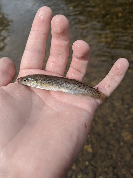Northern Studfish (Fundulus catenatus) - Marine Life Identification
