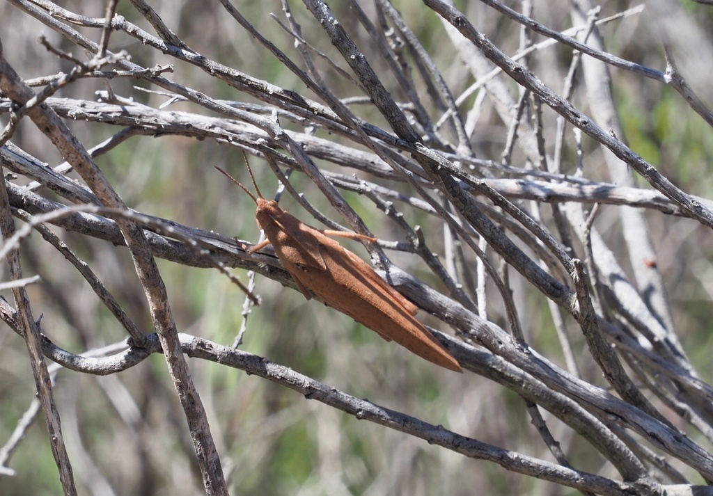 Gumleaf Grasshoppers from Lincoln National Park, SA, AU on February 08 ...