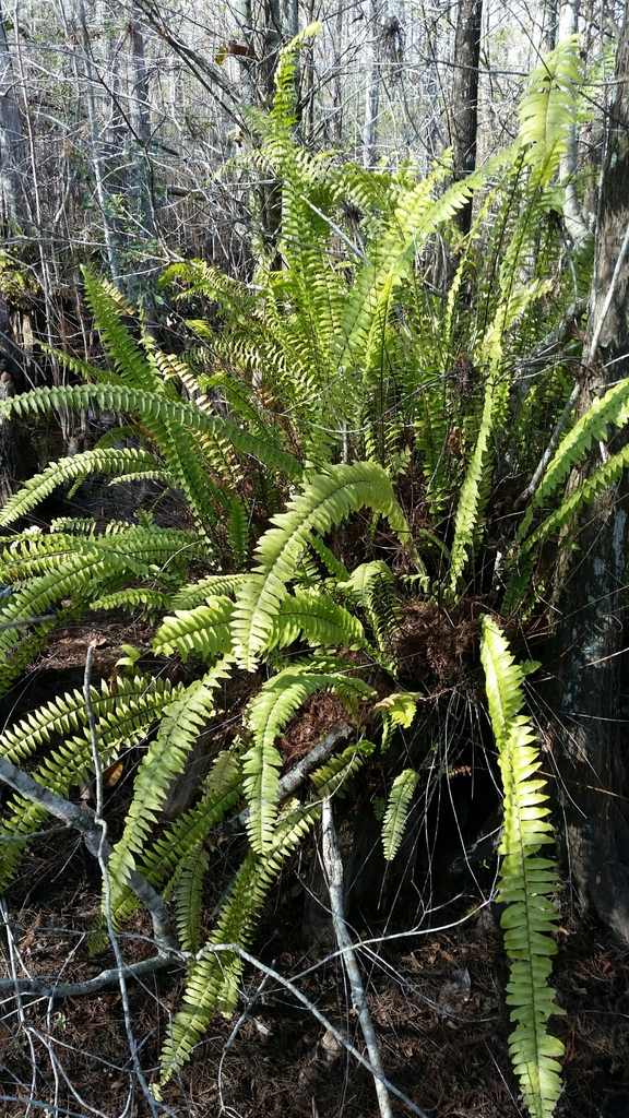southern sword fern from Fort Myers, FL 33908, USA on February 8, 2021 ...