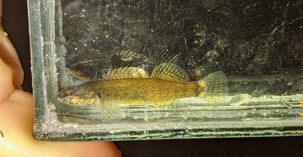 Tippecanoe Darter (Nothonotus tippecanoe) - Marine Life Identification