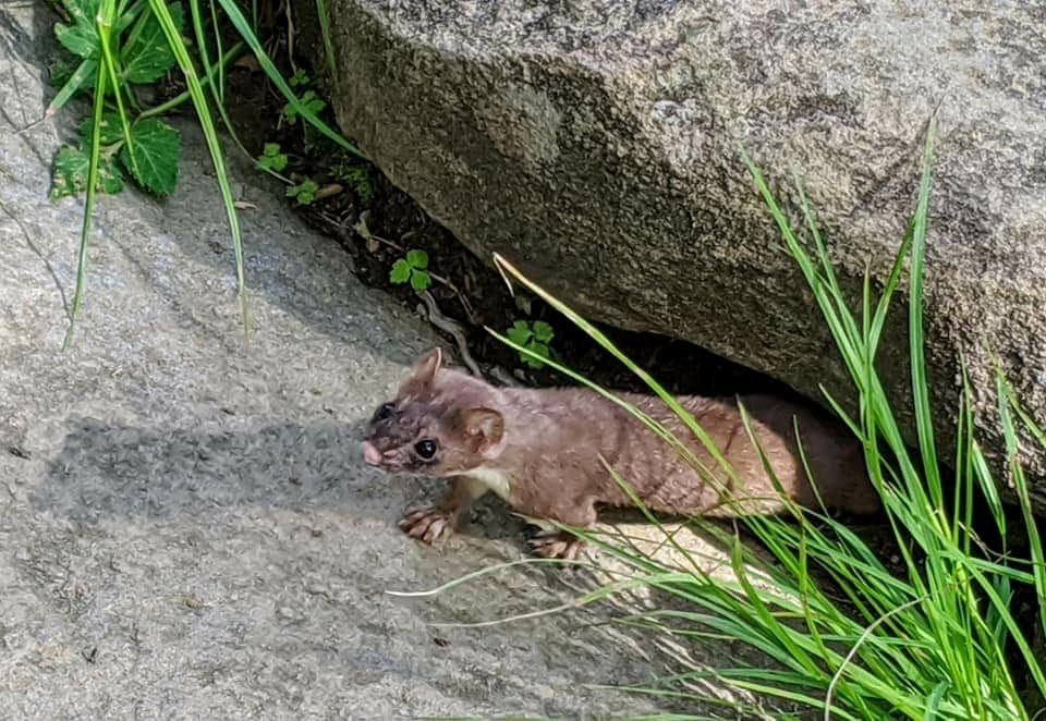 Long-tailed Weasel in February 2021 by tindelle · iNaturalist