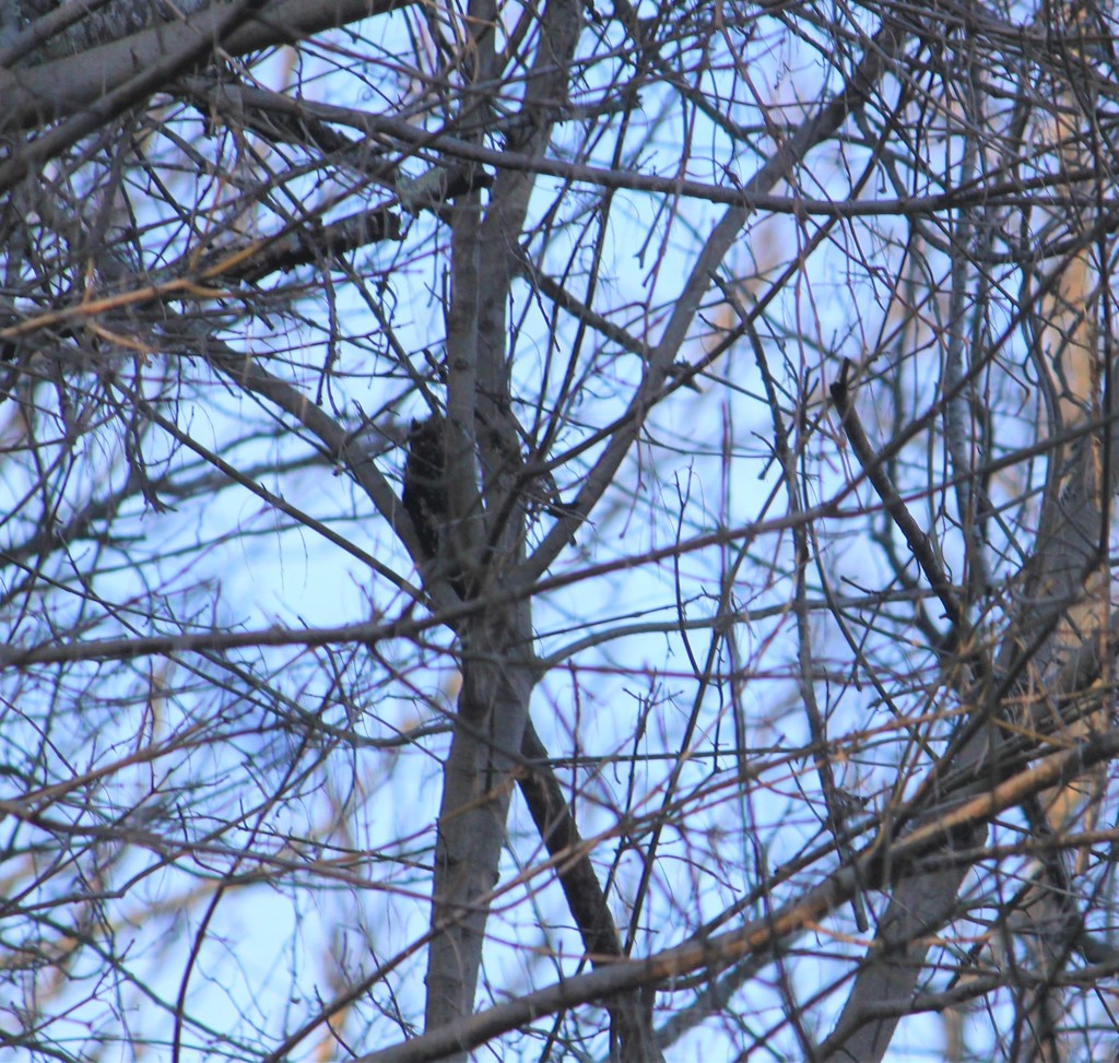 Great Horned Owl in February 2021 by Allison Ferris · iNaturalist