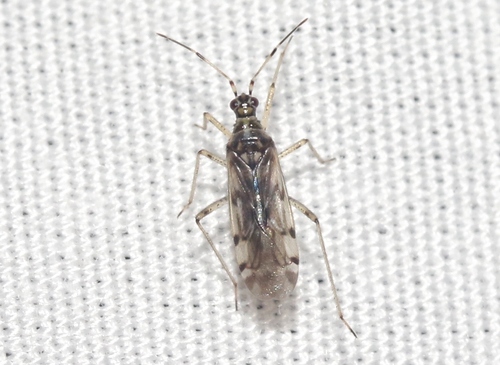 Dicyphus paddocki · iNaturalist
